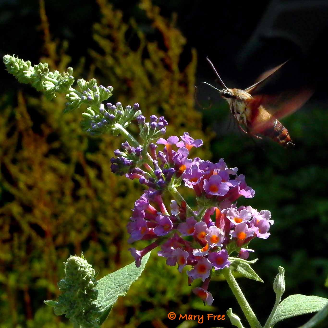 Clearwing Hummingbird Moth