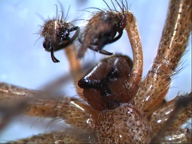 Funnel-web weaver face-to-face