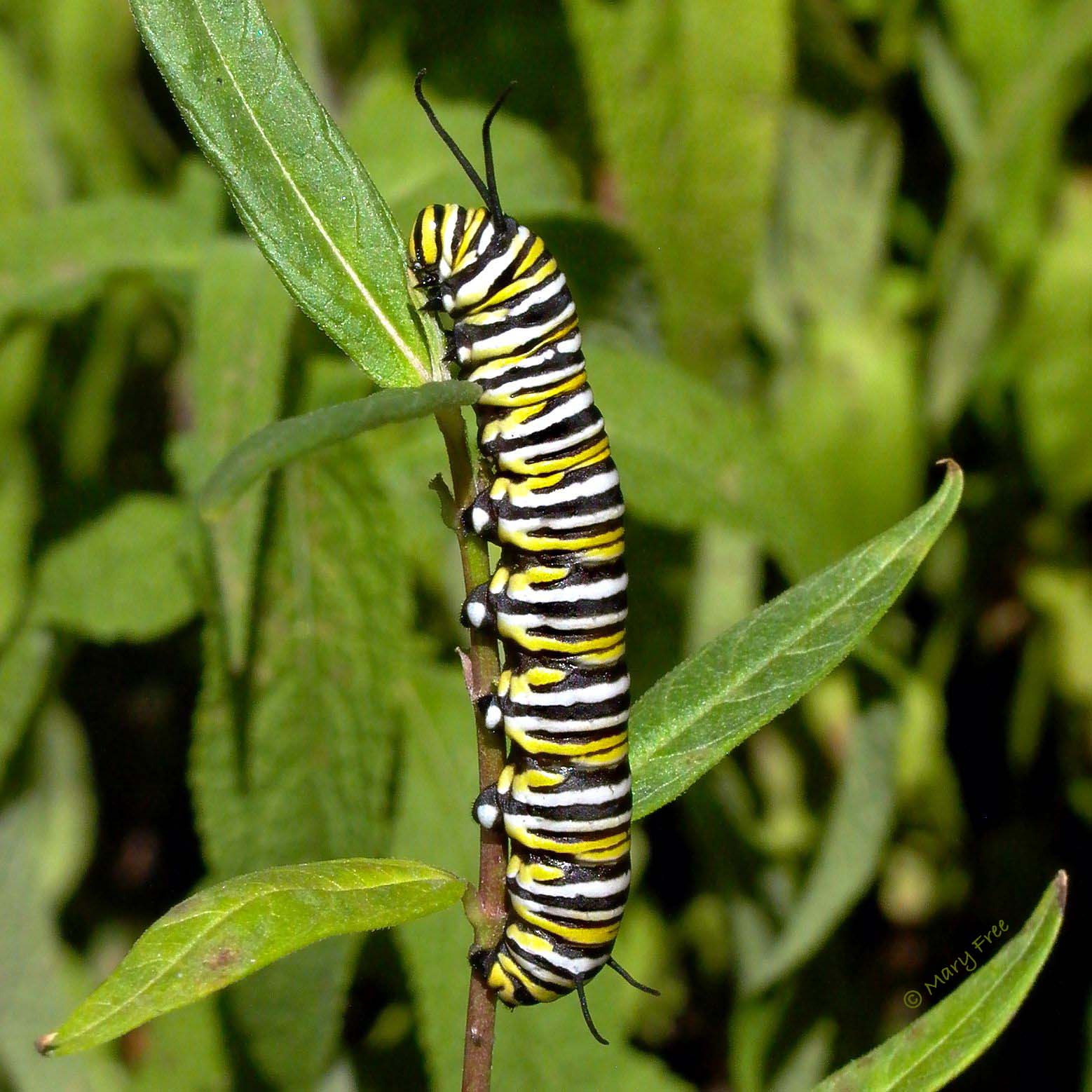 Larva