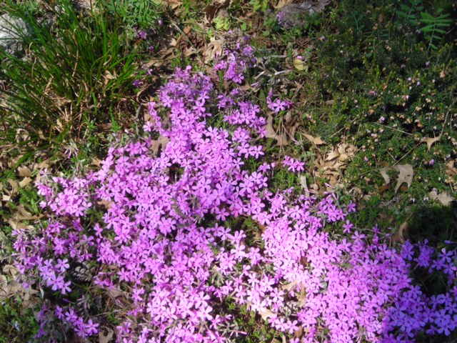 Miniature Creeping Phlox,TufaGarden
