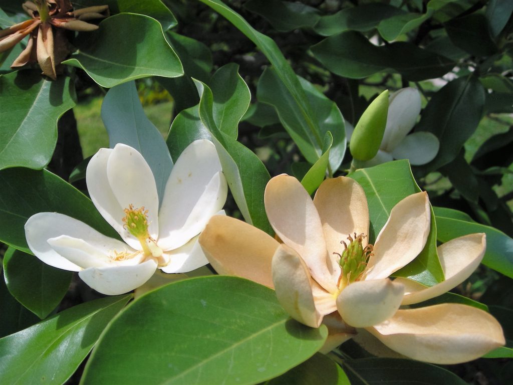 Gynoecium, Carpel, Pistil