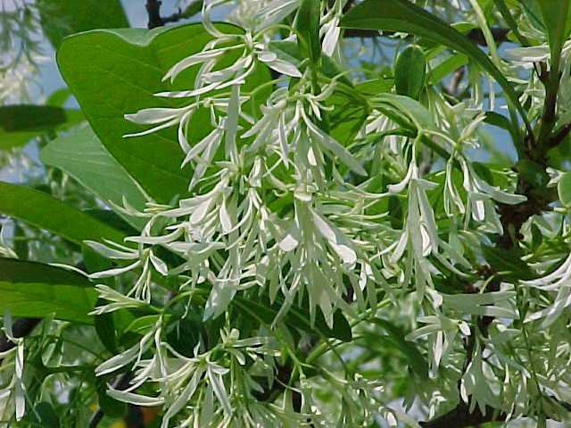 white_fringe_tree