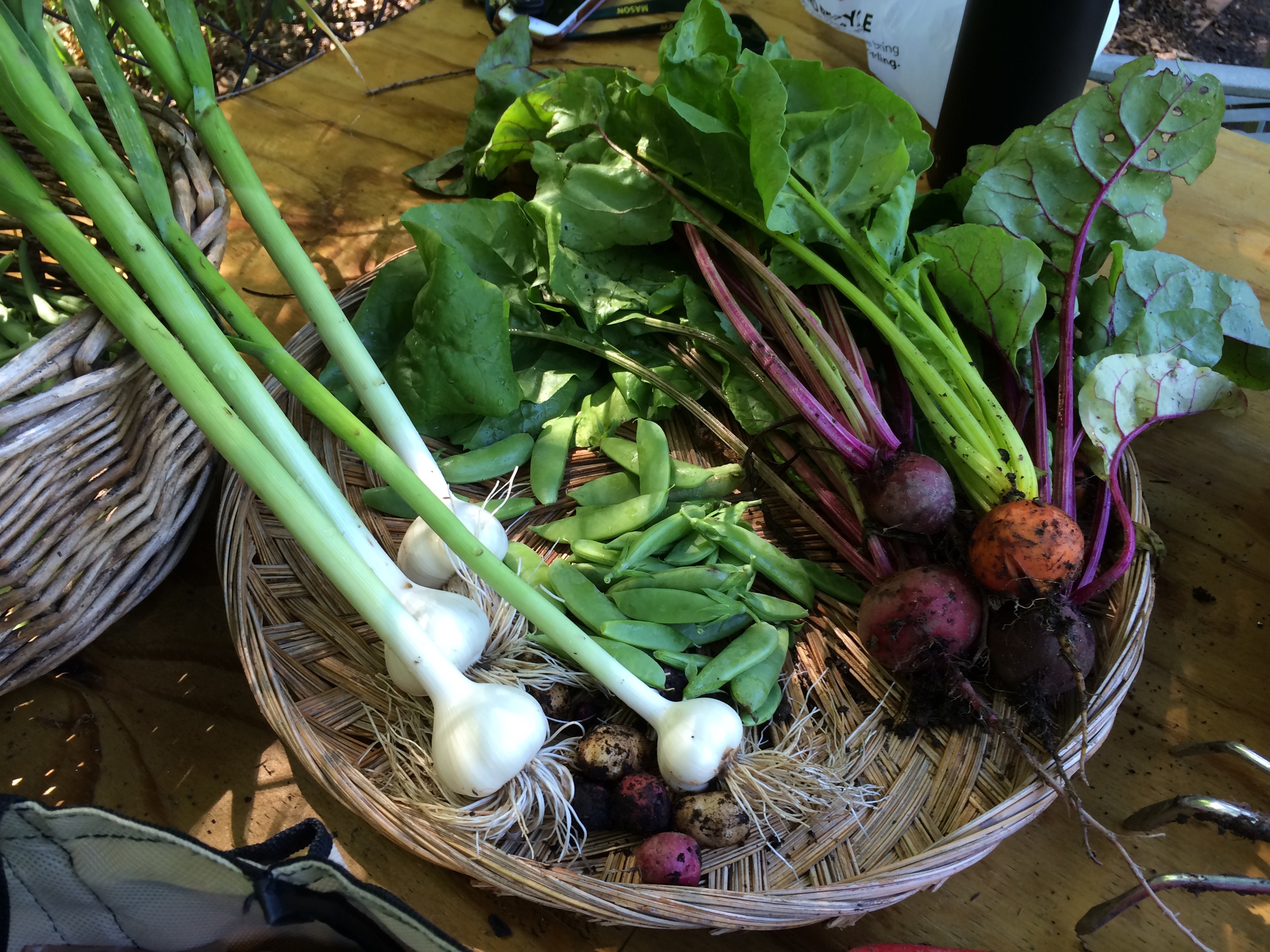 From the Organic Vegetable Demonstration Garden, July 2016