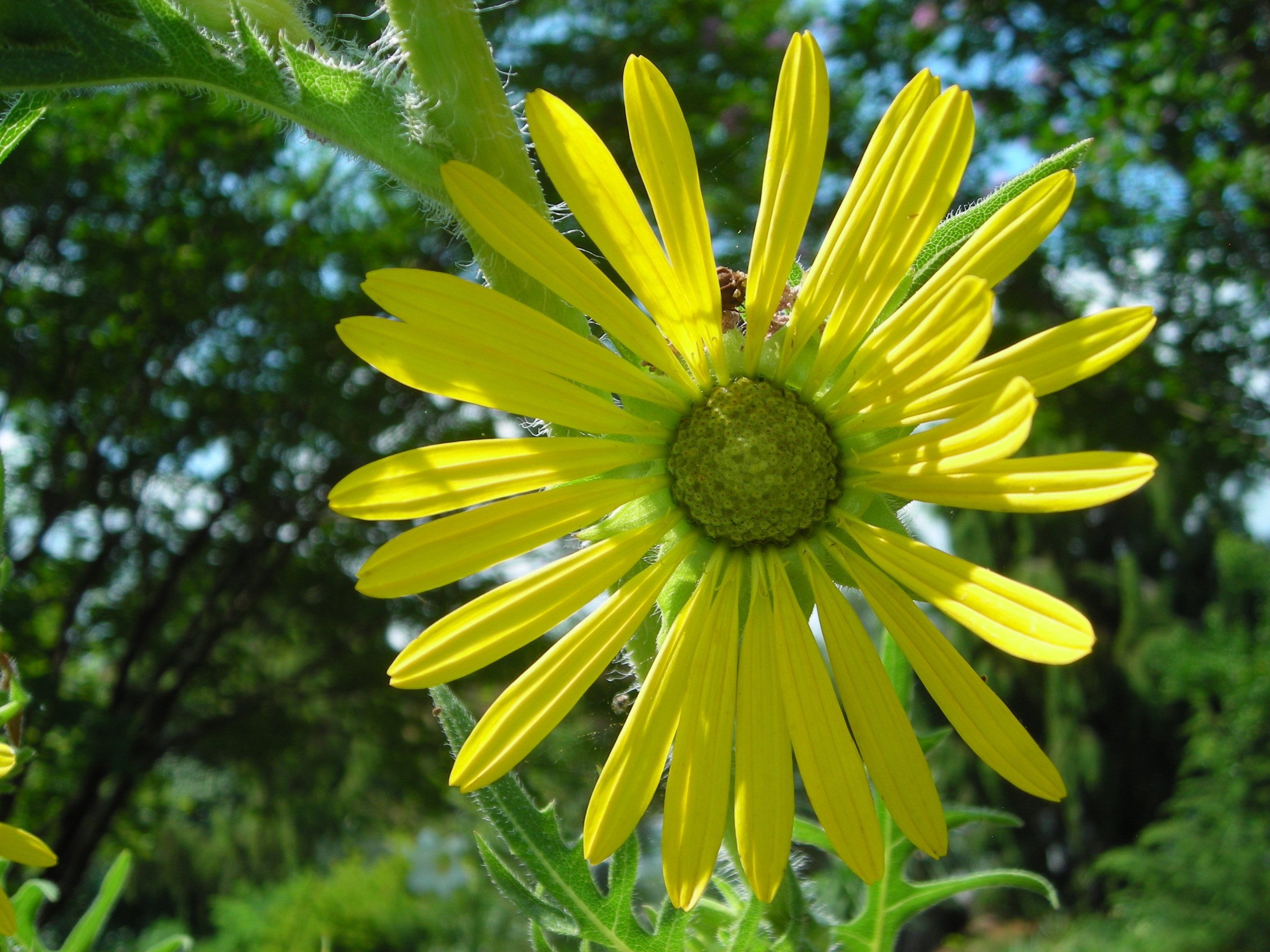 Silphium laciniatum flower