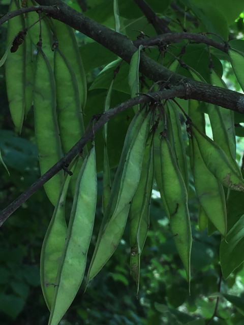 Cercis canadensis (Eastern Redbud)