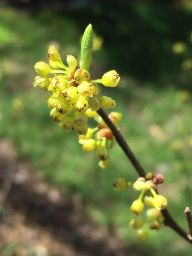 Lindera benzoin ([Northern] Spicebush)