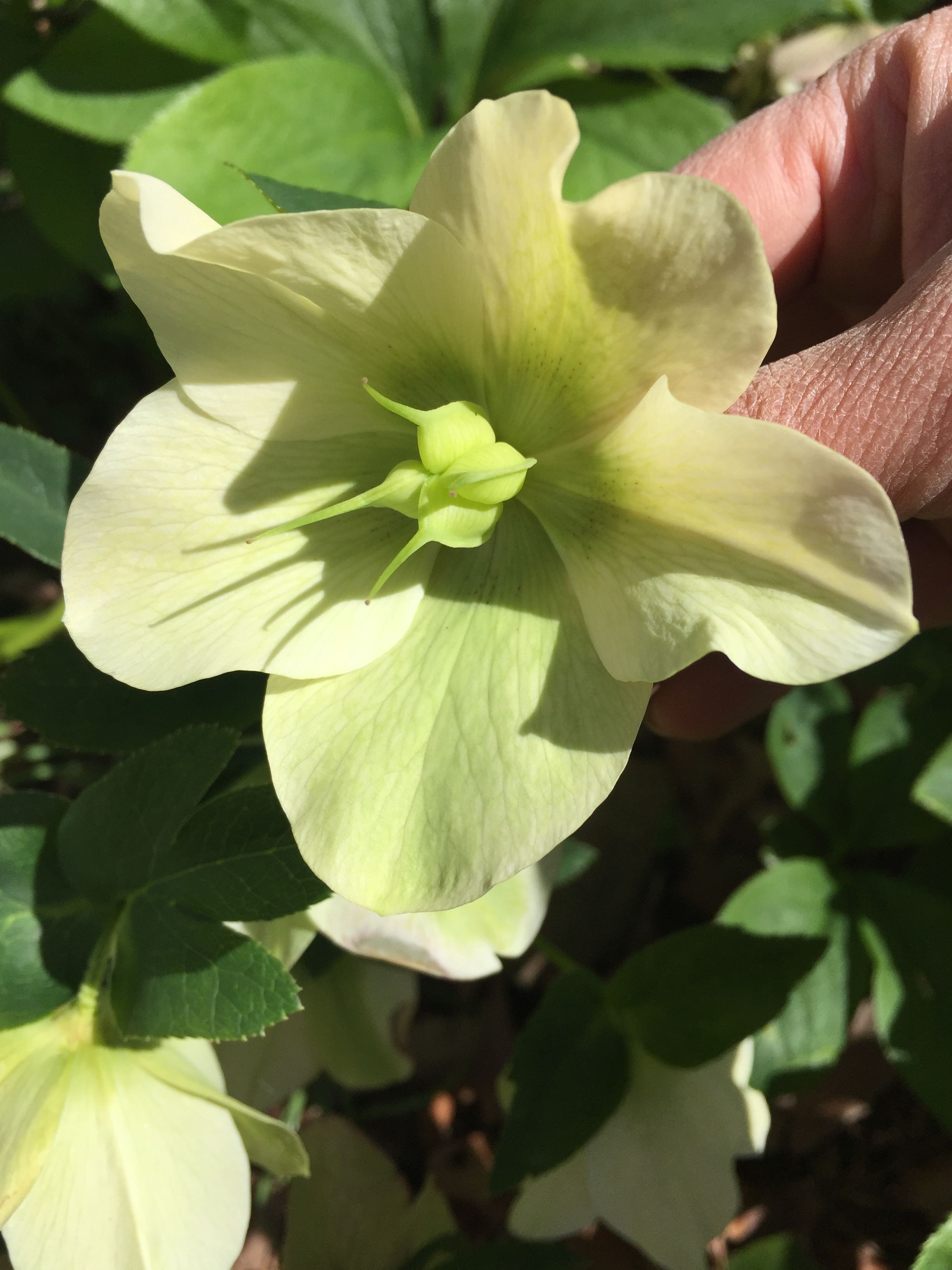 Hellebores – A Gardener’s Comfort