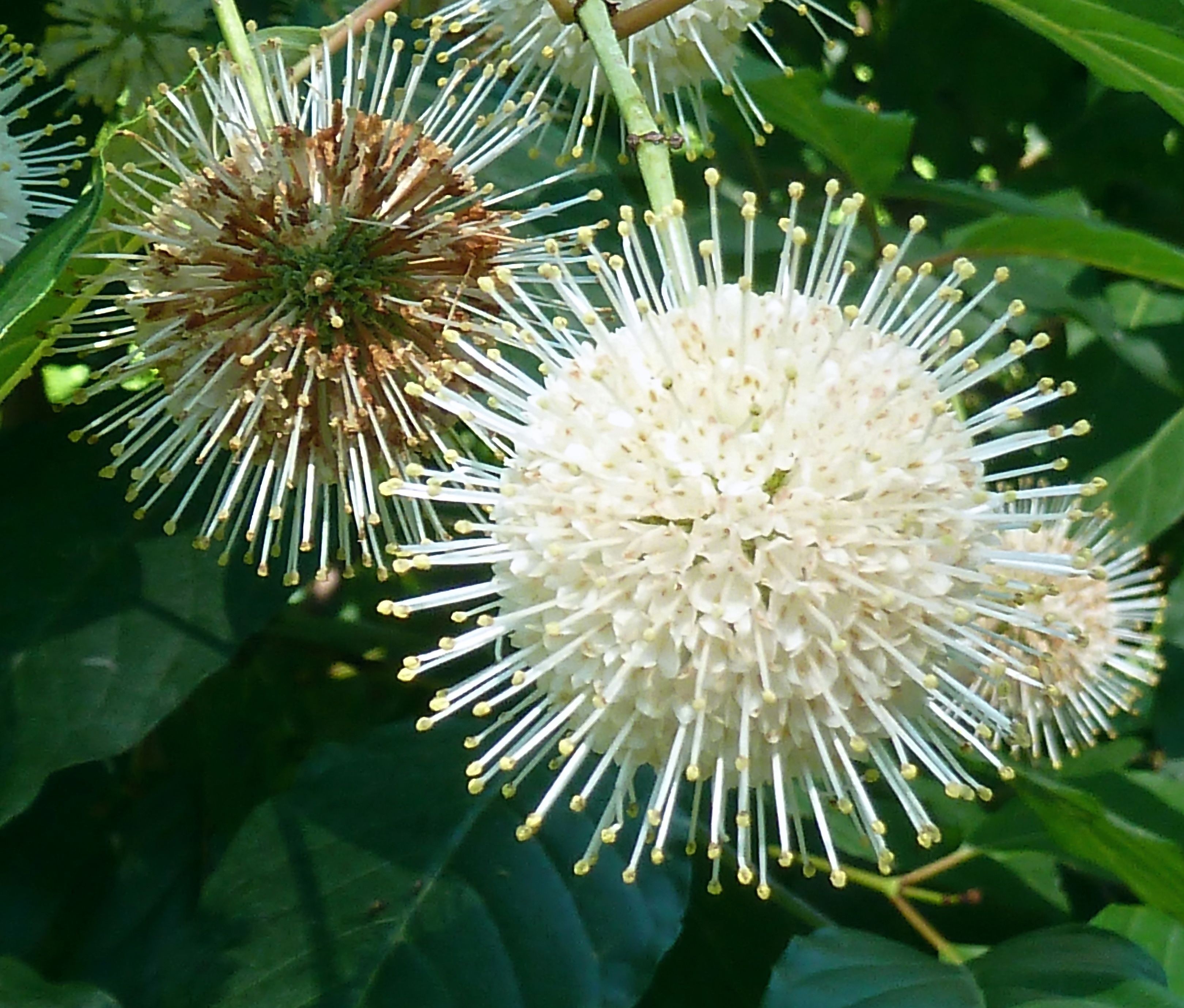 Cephalanthus occidentalis Flower- EM