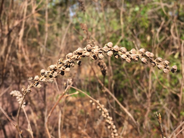Clethra_alnifolia_Fruit_Detail_Mar_ELM