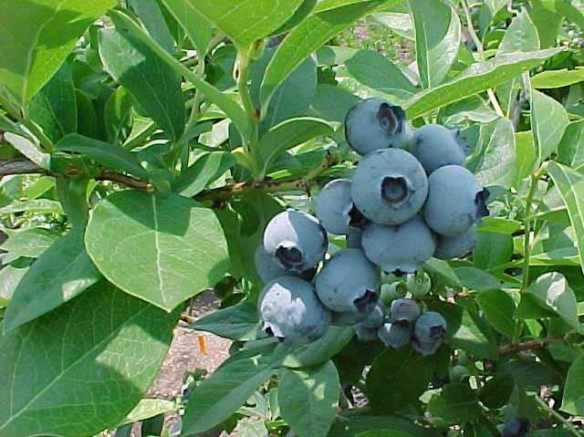 Highbush Blueberry