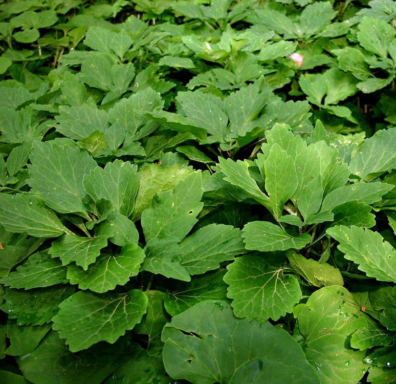 Procumbent, Decumbent