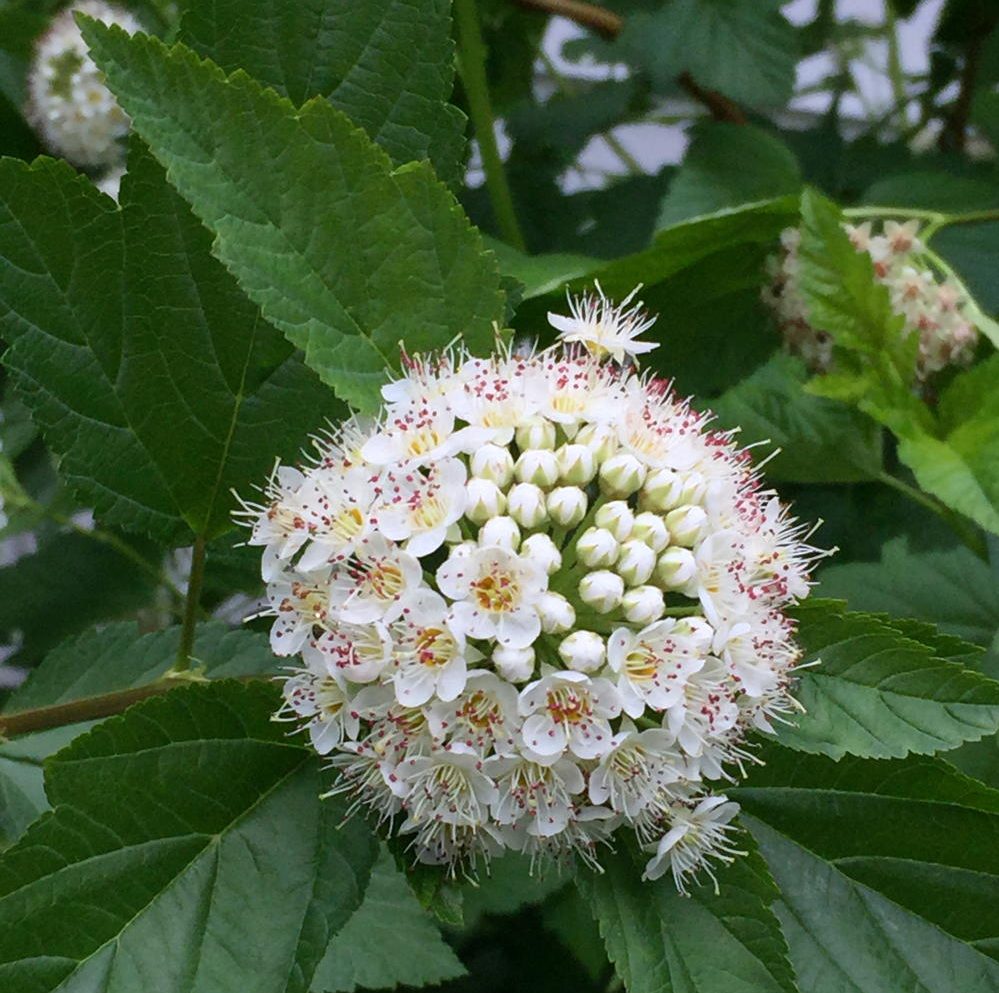 SHRUB: Physocarpus opulifolius (Common or Eastern Ninebark)