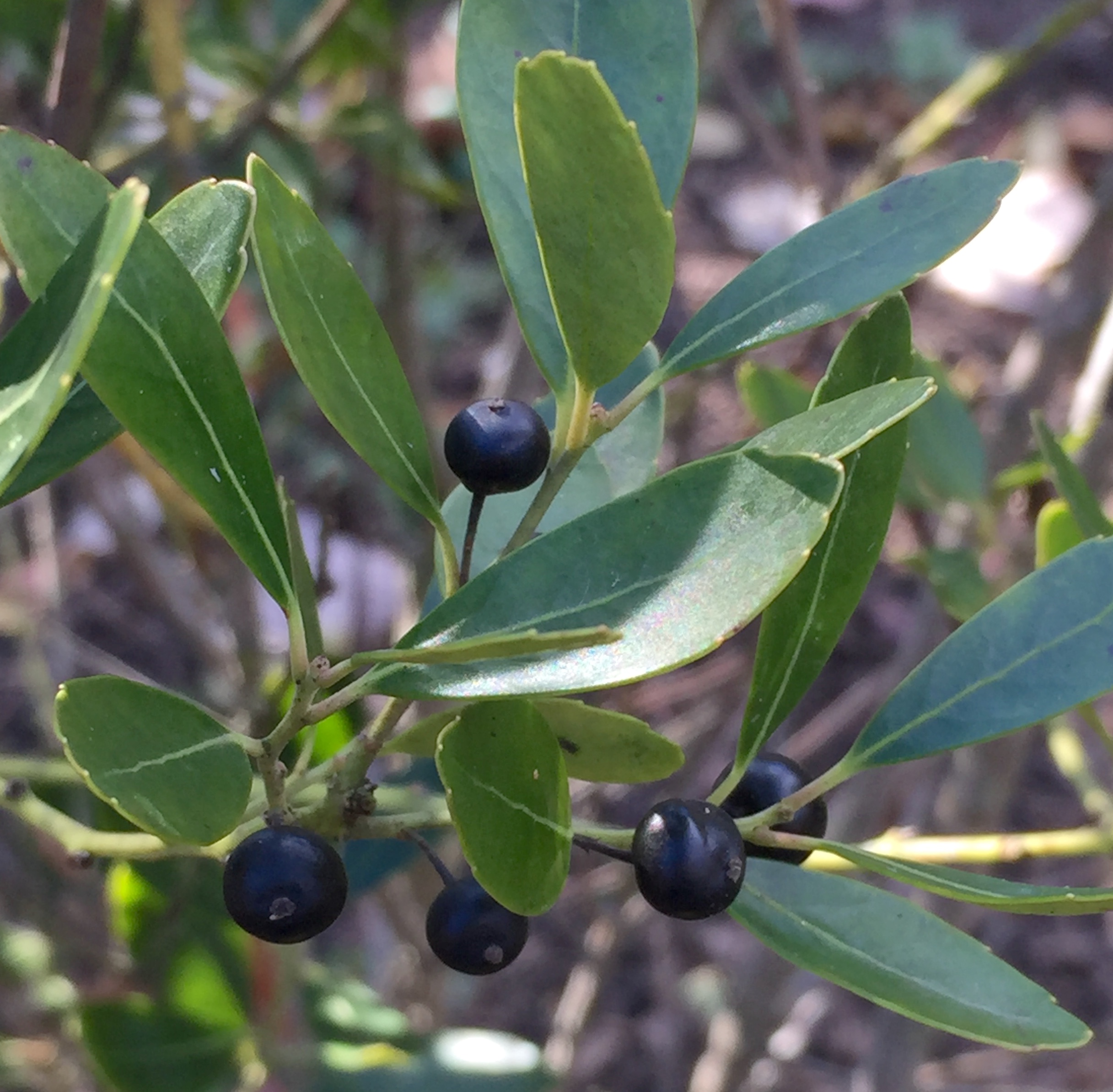 Ilex glabra (Inkberry)