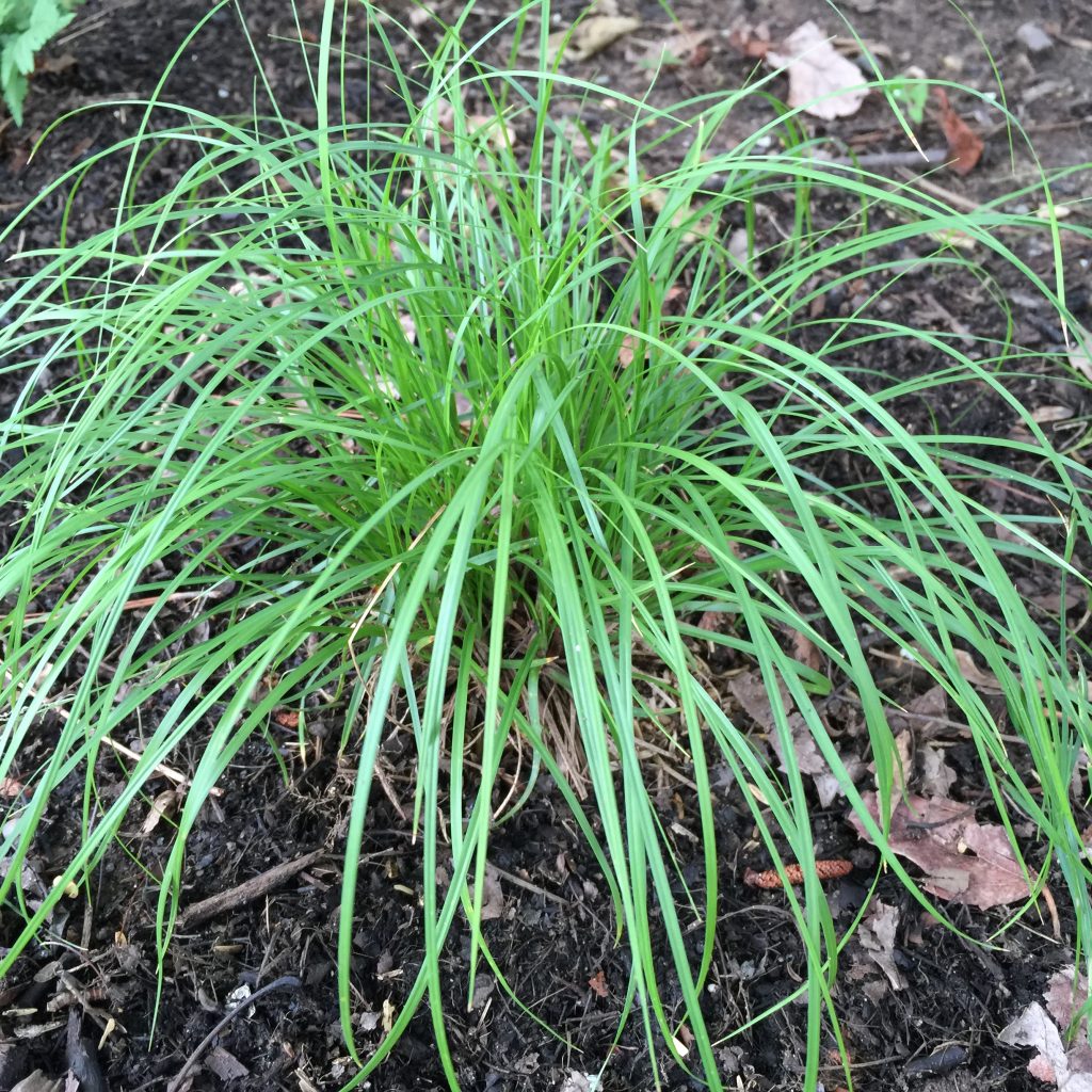 Carex pensylvanica (Pennsylvania Sedge)