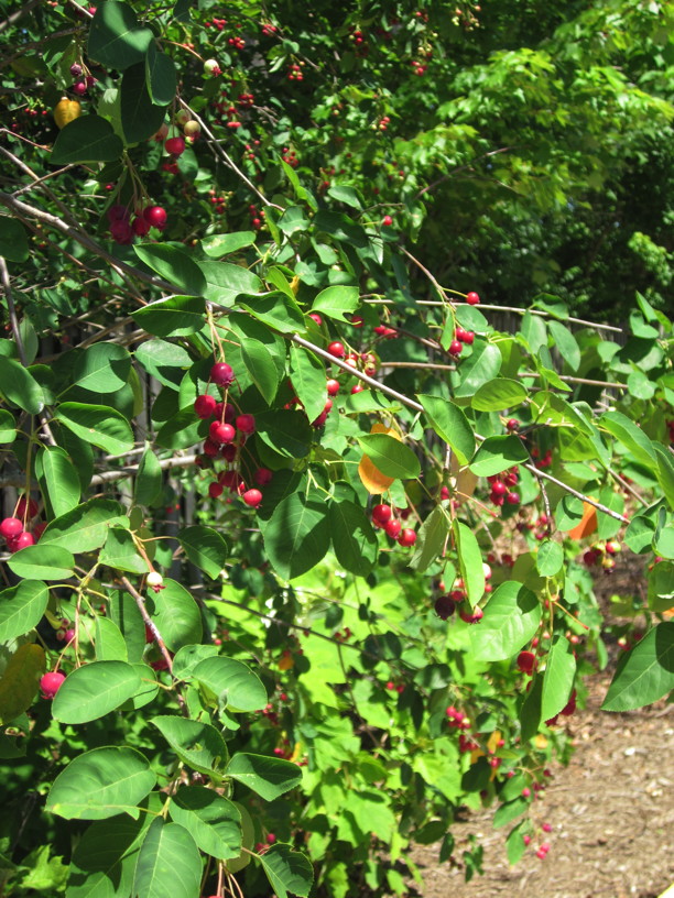 Amelanchier arborea (Downy Serviceberry)