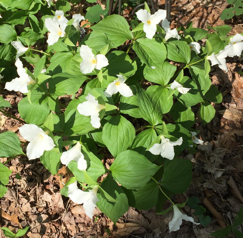 Trillium grandiflorum (Large-flowered or Great White Trillium)