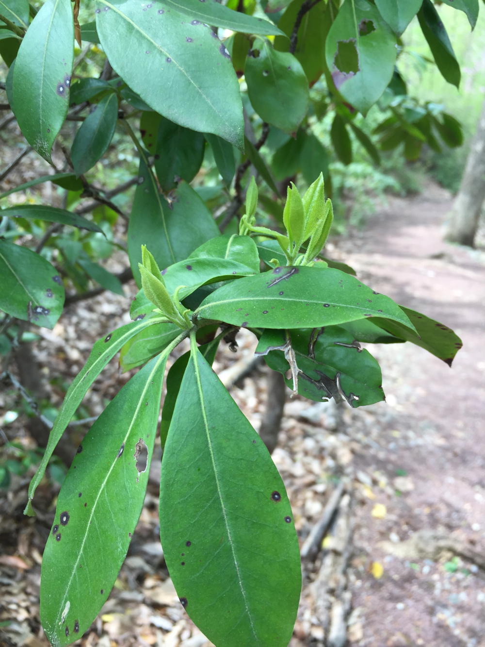 Kalmia_latifolia_Leaves_Apr_ELM