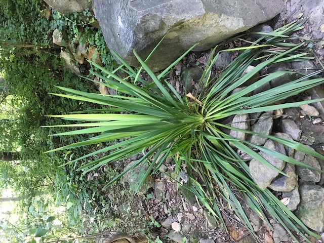 Shade Garden Yucca filamentosa (Adam’s needle)