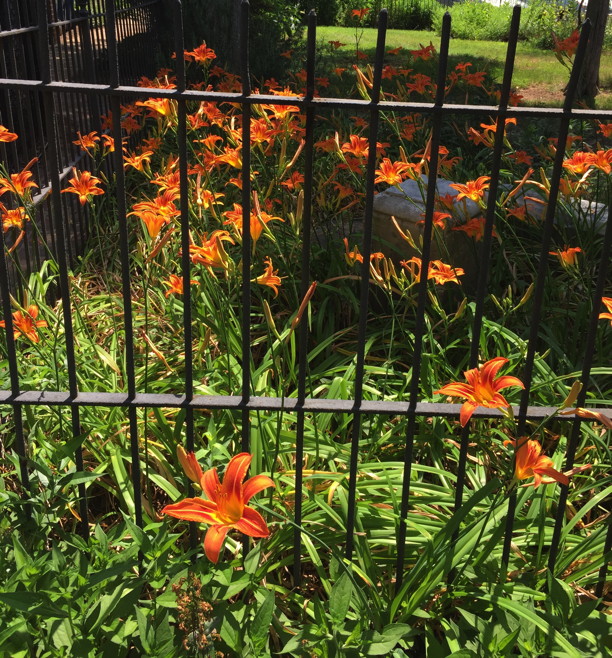 Common Daylily (Hemerocallis fulva)