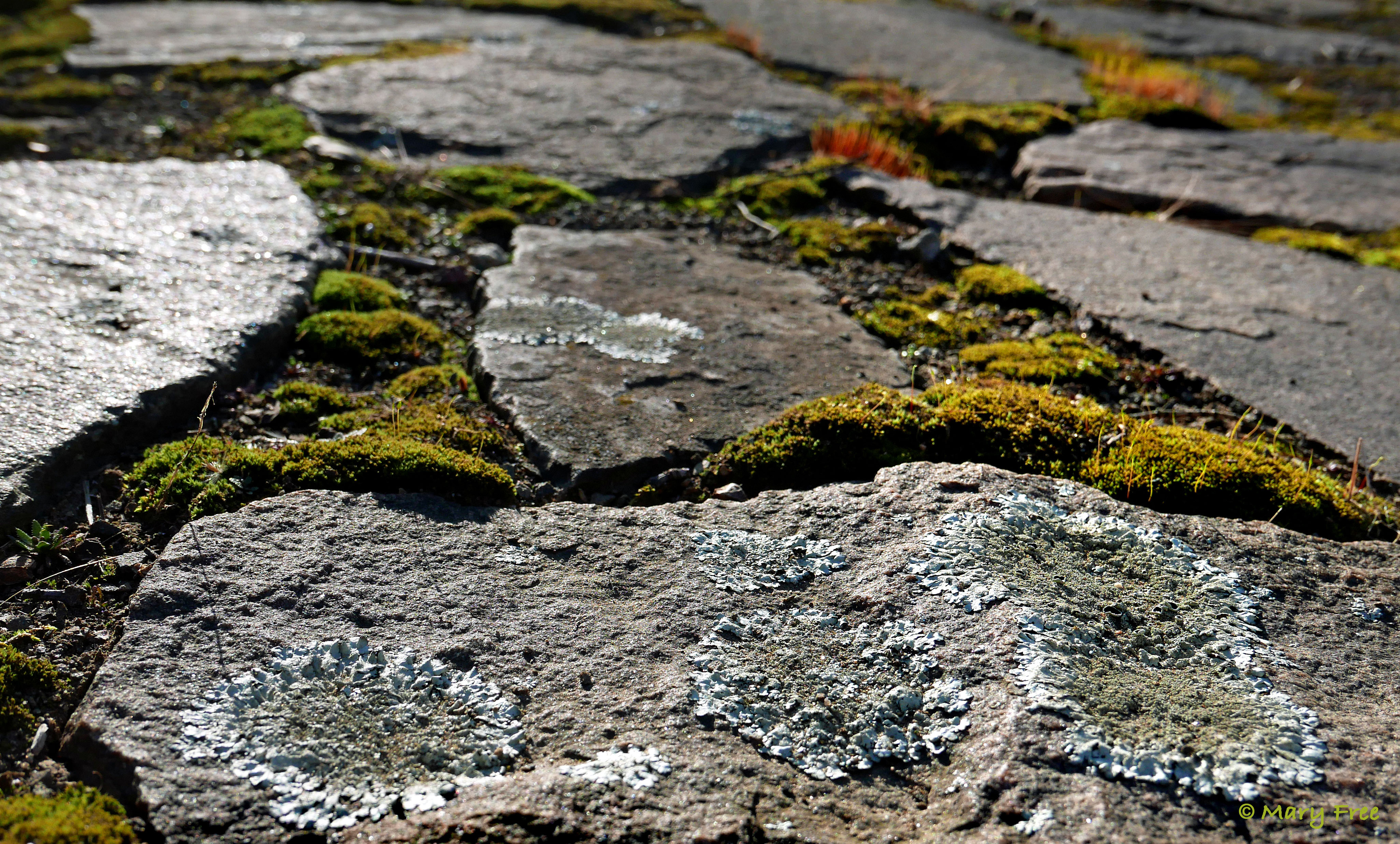 lichens on stone
