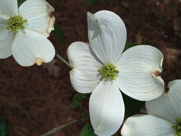Benthamidia florida (Flowering Dogwood)