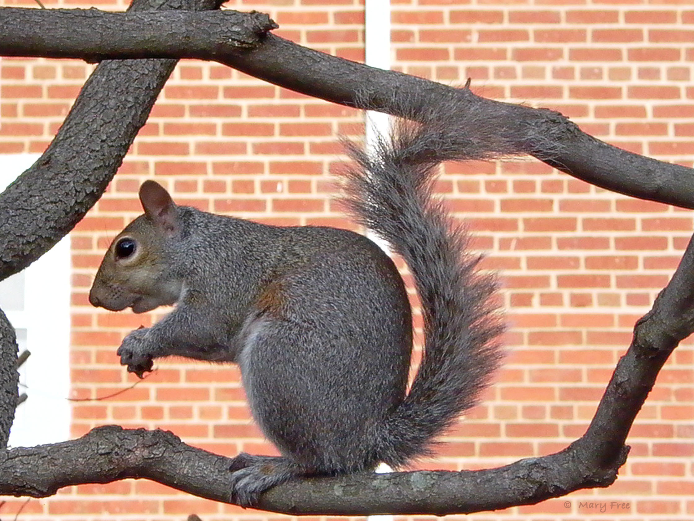 Benthamidia florida (Flowering Dogwood)