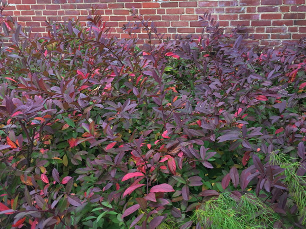 Itea virginica (Virginia Sweetspire, Virginia-willow)