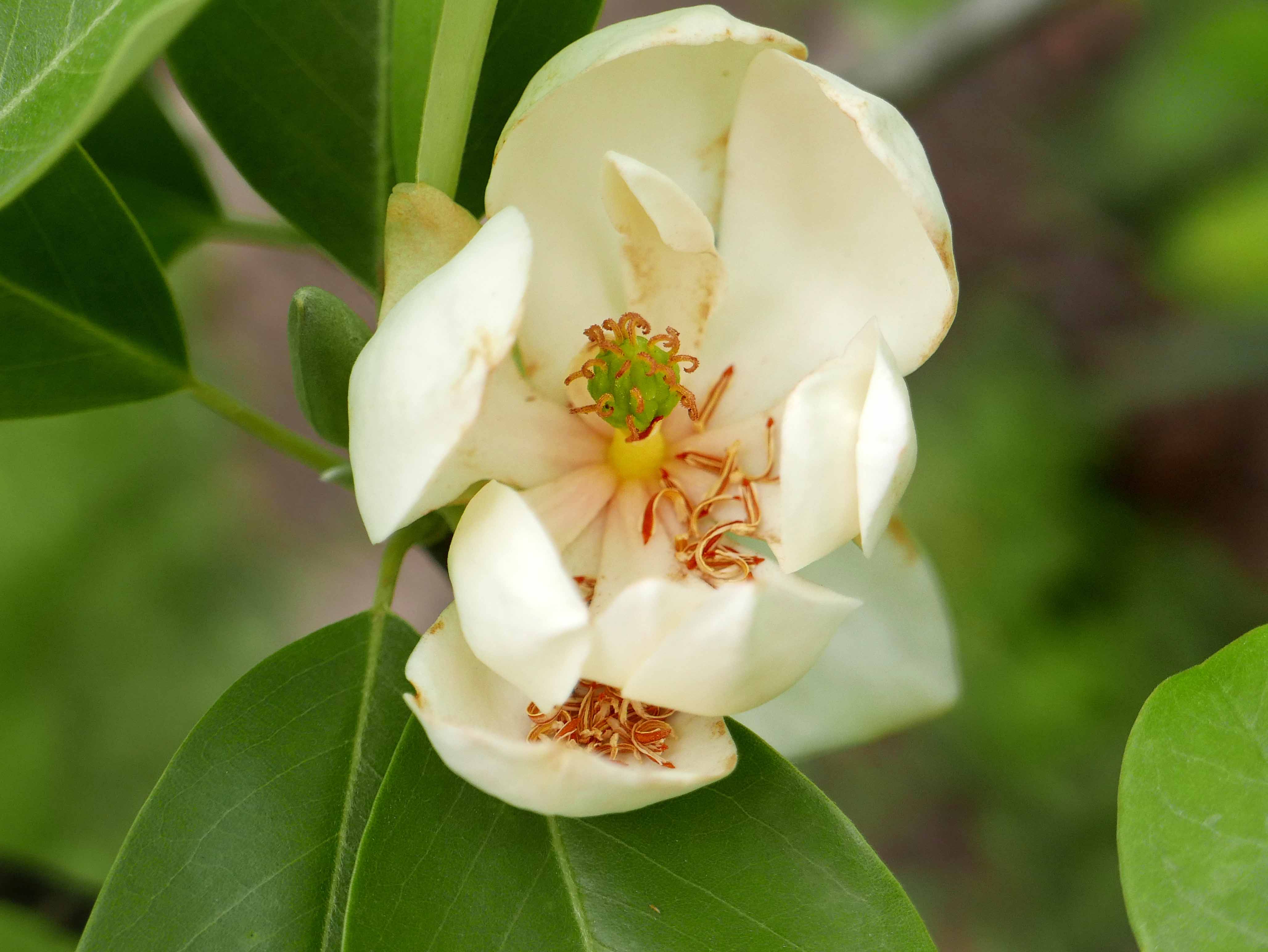 Magnolia virginiana (Sweetbay or Swamp Magnolia)