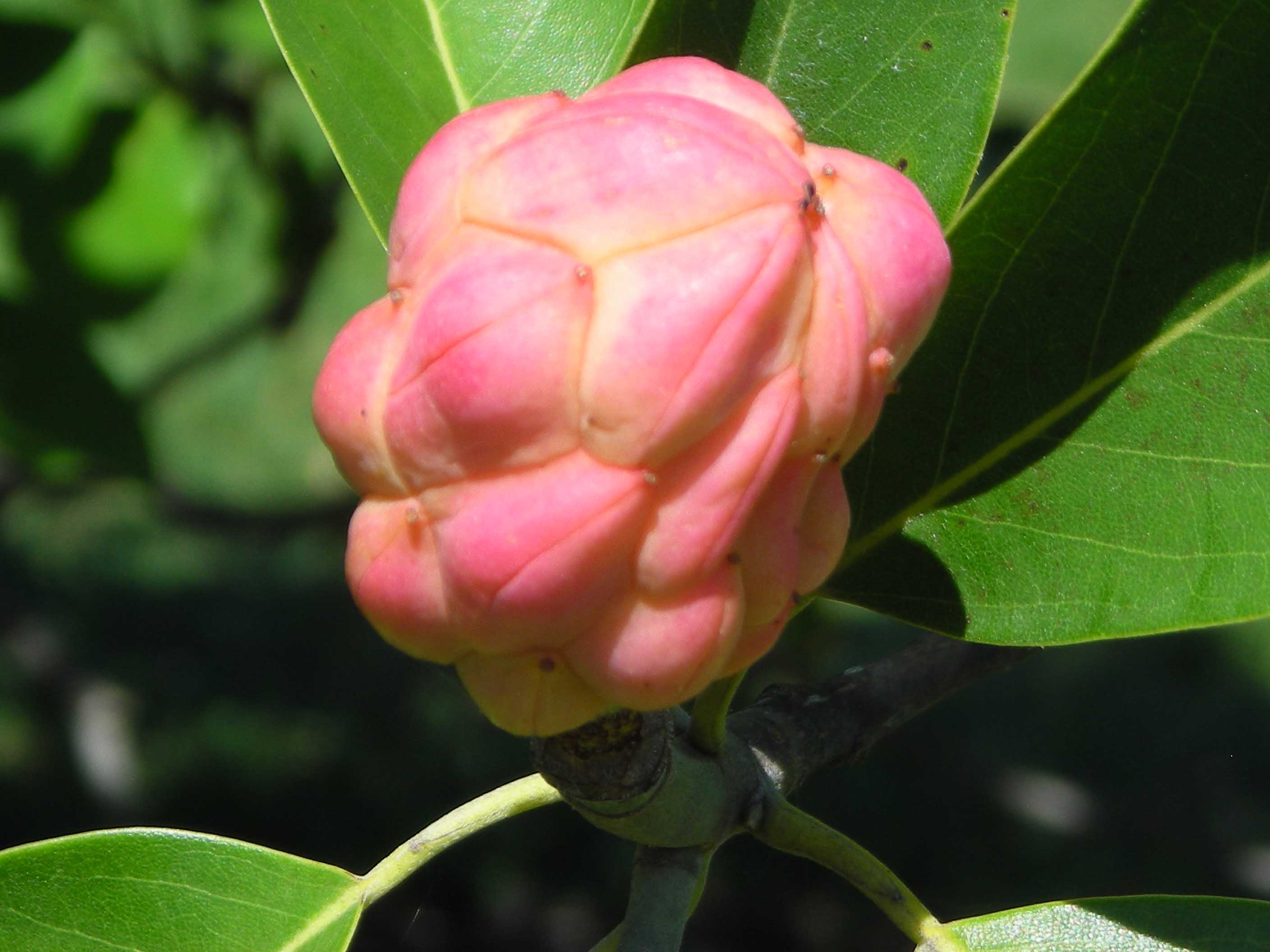 Magnolia virginiana (Sweetbay or Swamp Magnolia)