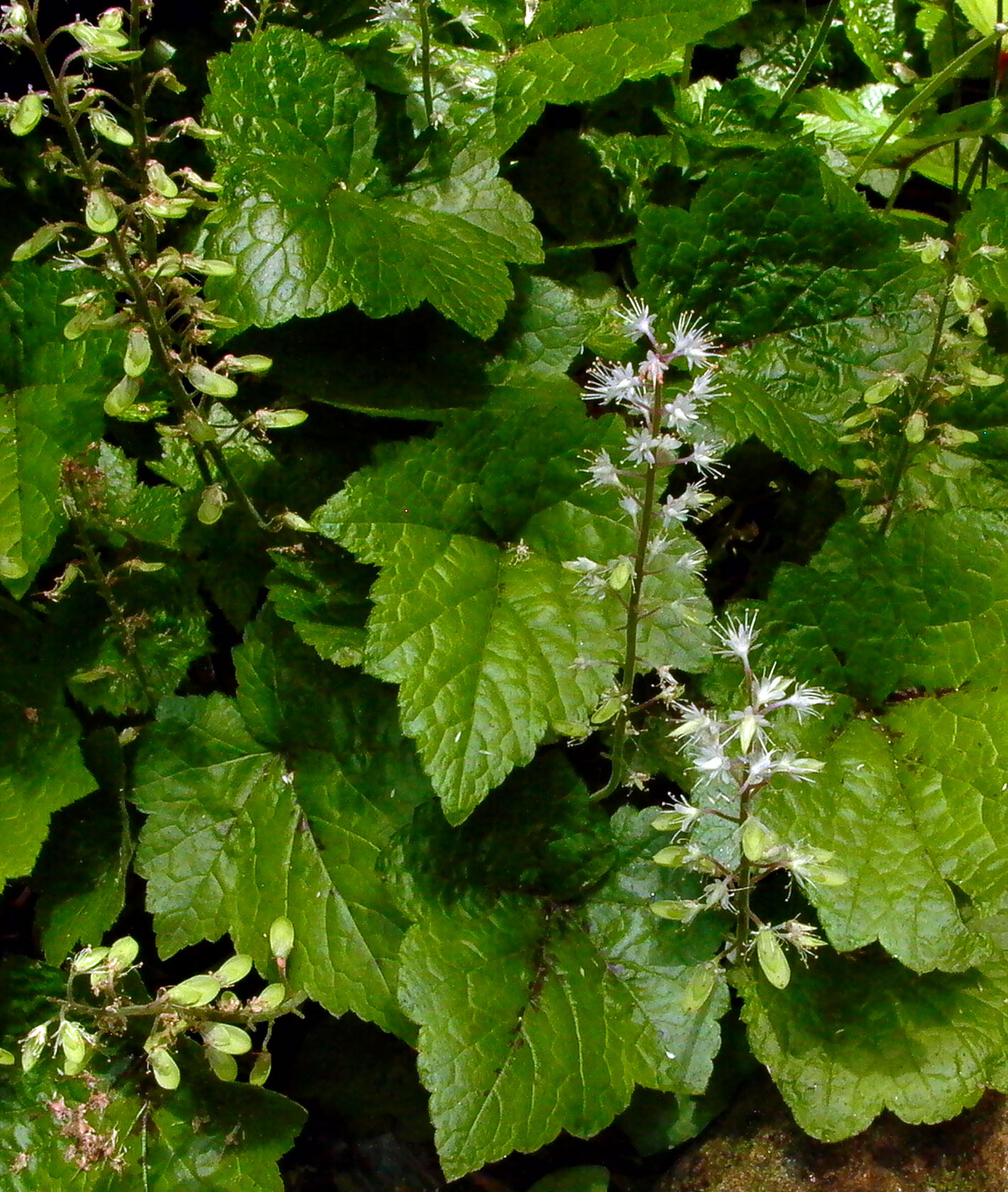 Tiarella cordifolia ([Heart-leaved] Foamflower)
