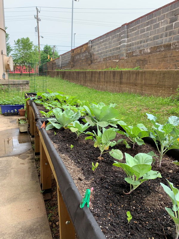 Raised Bed and Container Gardening for Seniors