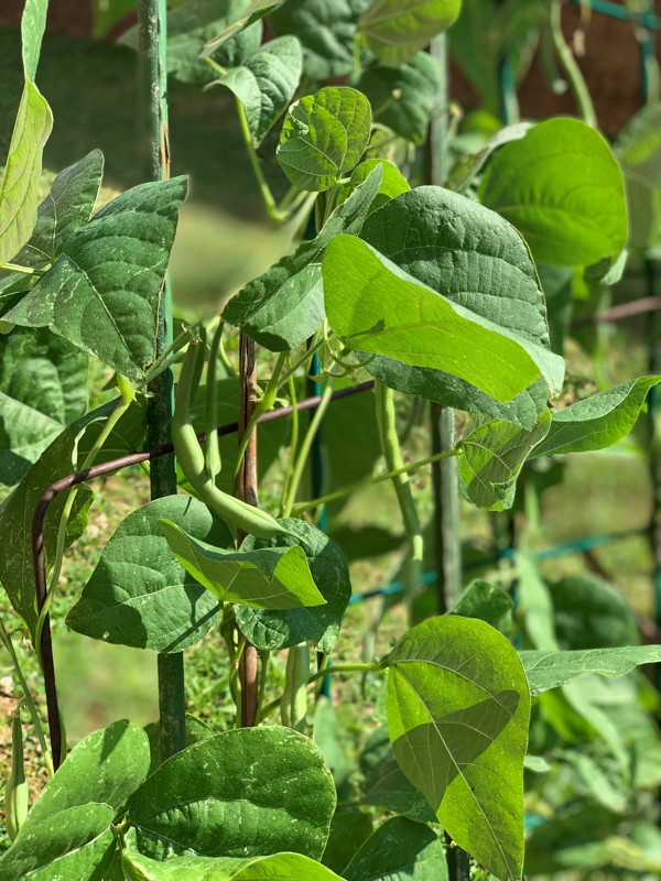 Raised Bed and Container Gardening for Seniors
