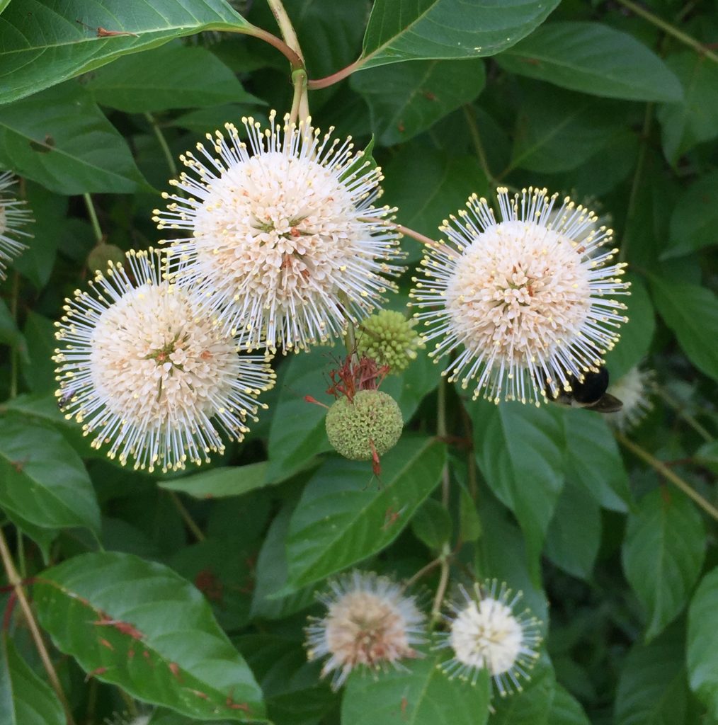 Cephalanthus occidentalis (Buttonbush)