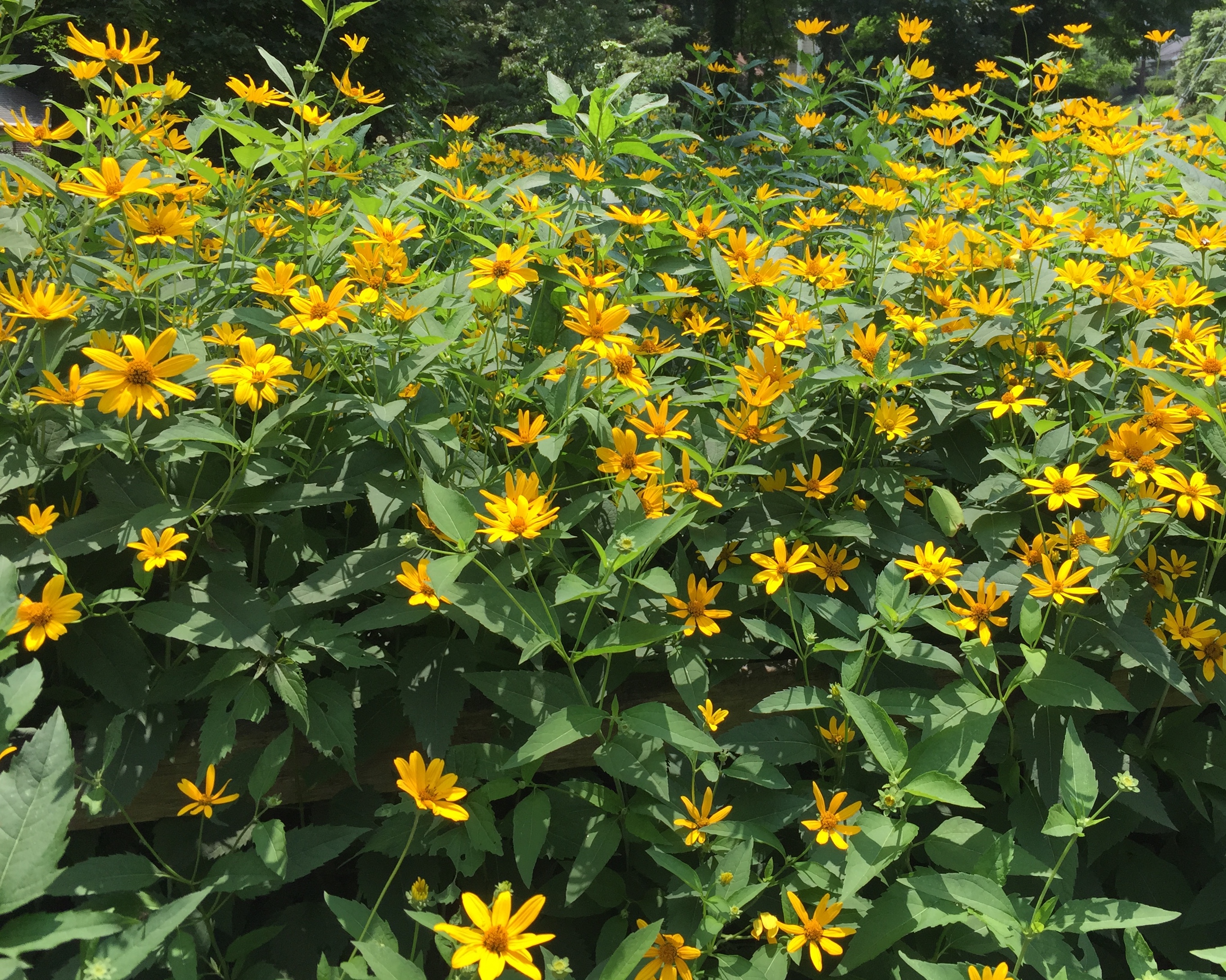 3-Stand of smooth oxeye
