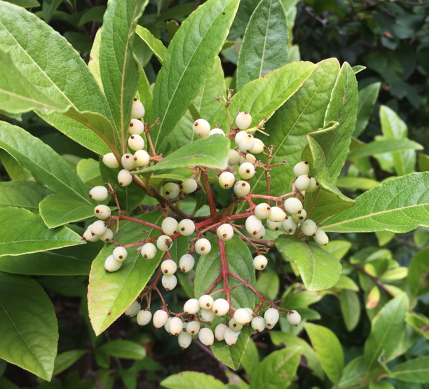 Viburnum nudum (Possum-haw)