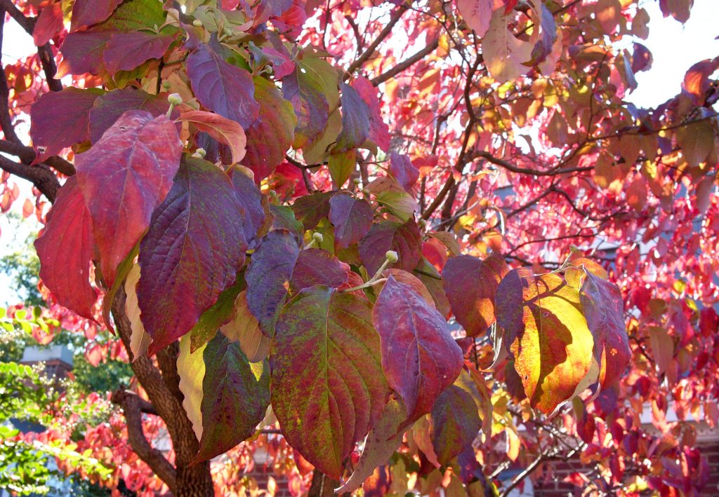 Benthamidia florida (Flowering Dogwood)