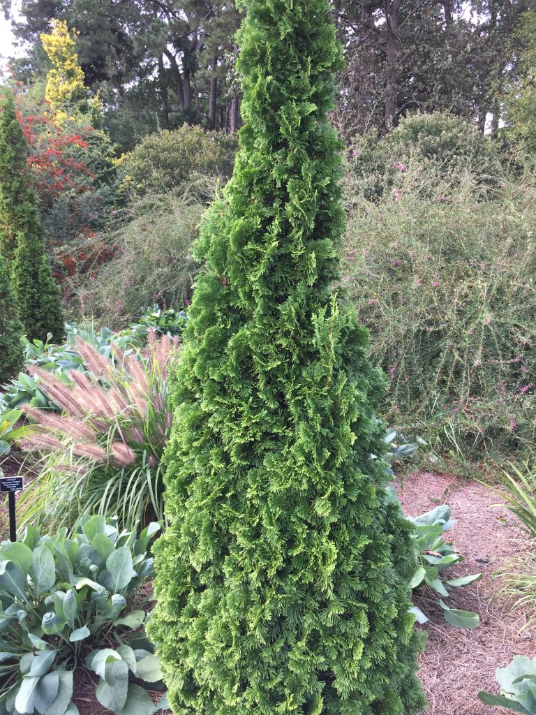 Thuja occidentalis (Arborvitae, Northern Whitecedar)