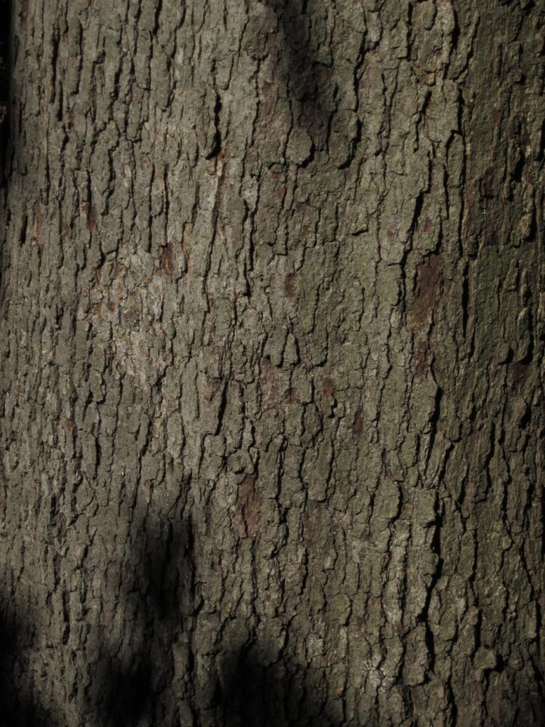 Bark, Periderm, Phelloderm, Phloem