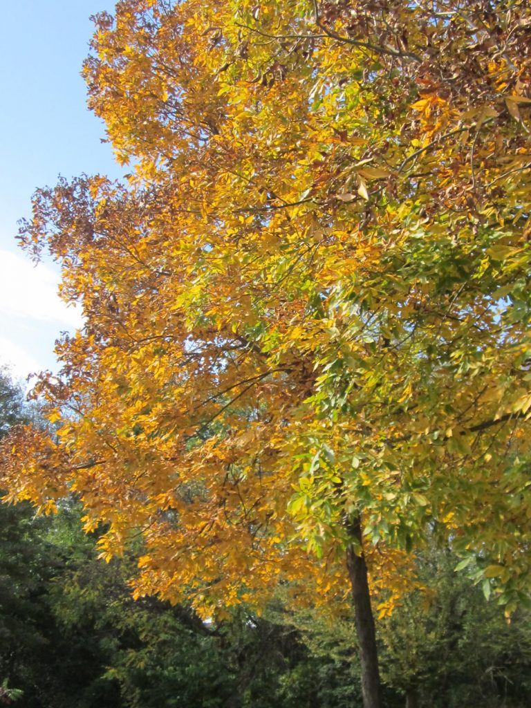 Carya ovata (Shagbark Hickory)