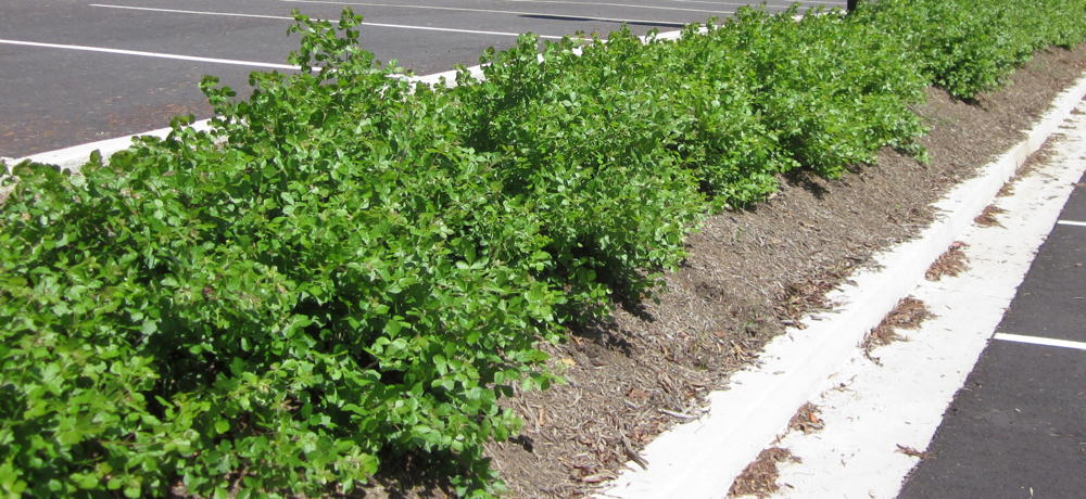 Rhus aromatica ‘Gro-Low’ (Fragrant Sumac)