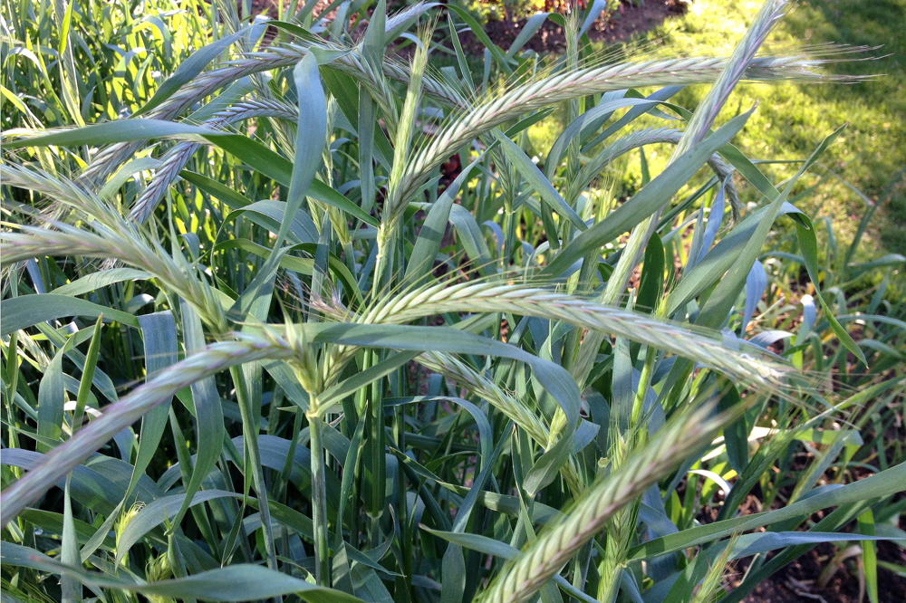 Best Bets: Plants for Particular Uses