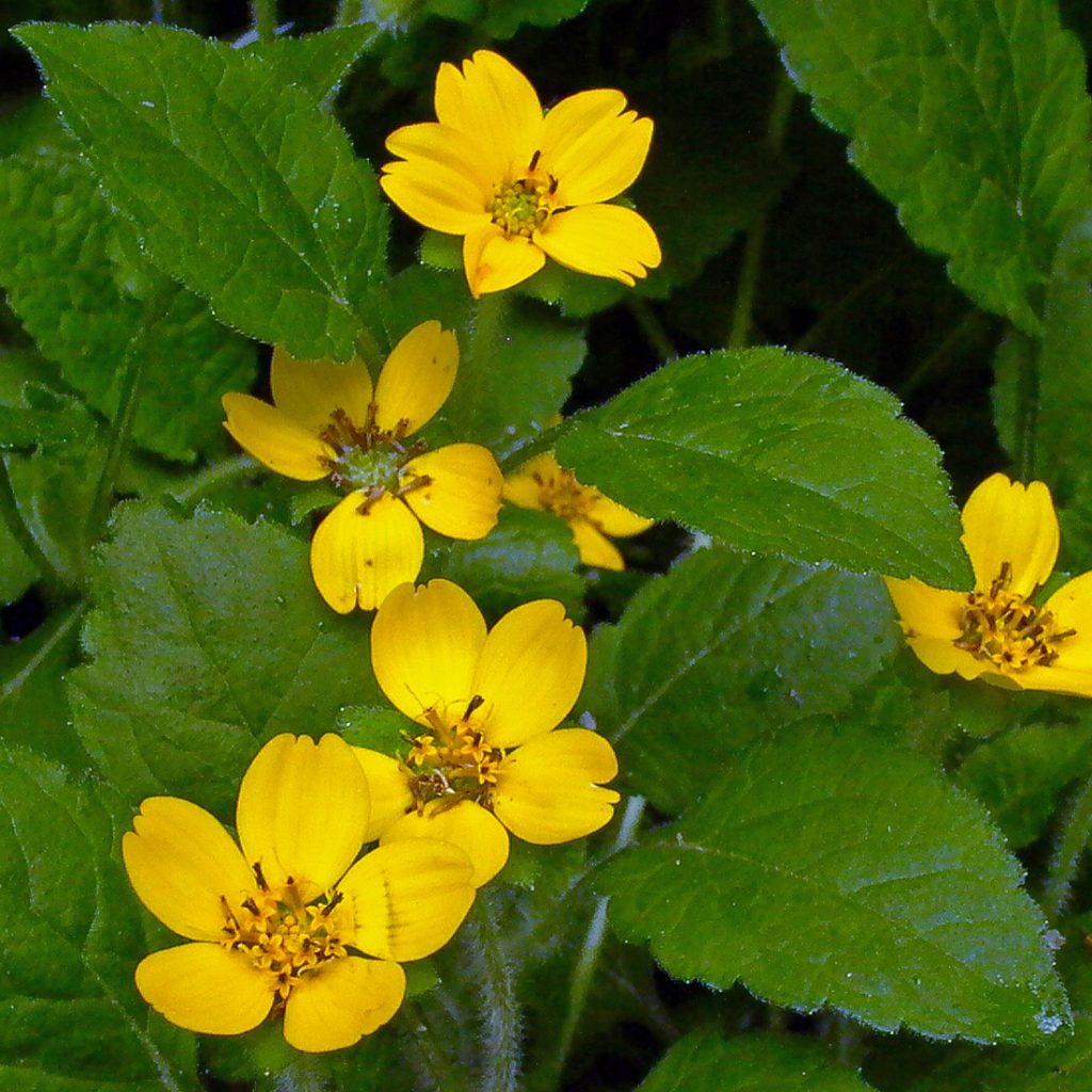 Chrysogonum virginianum (Green-and-Gold)