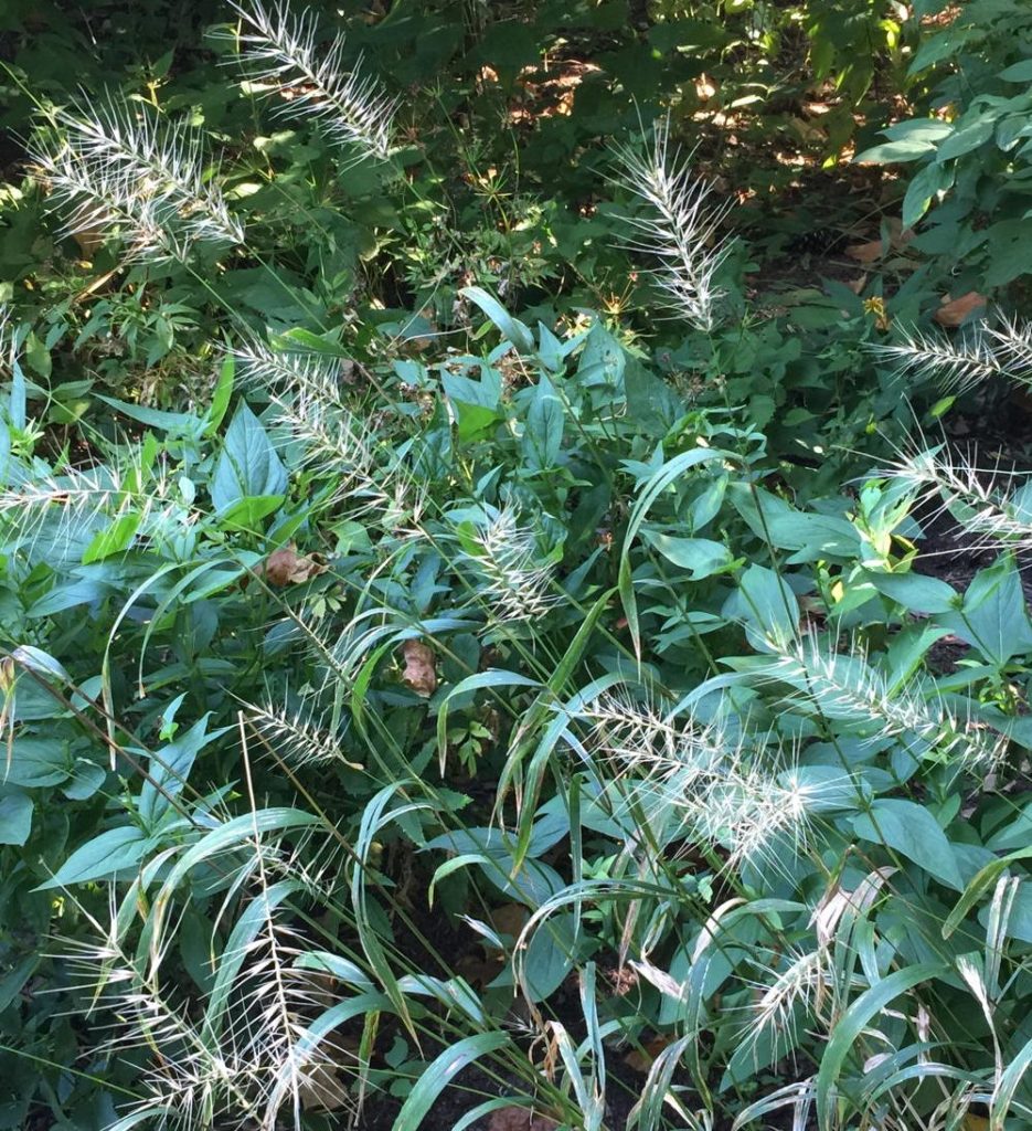 Elymus hystrix (Bottlebrush Grass)