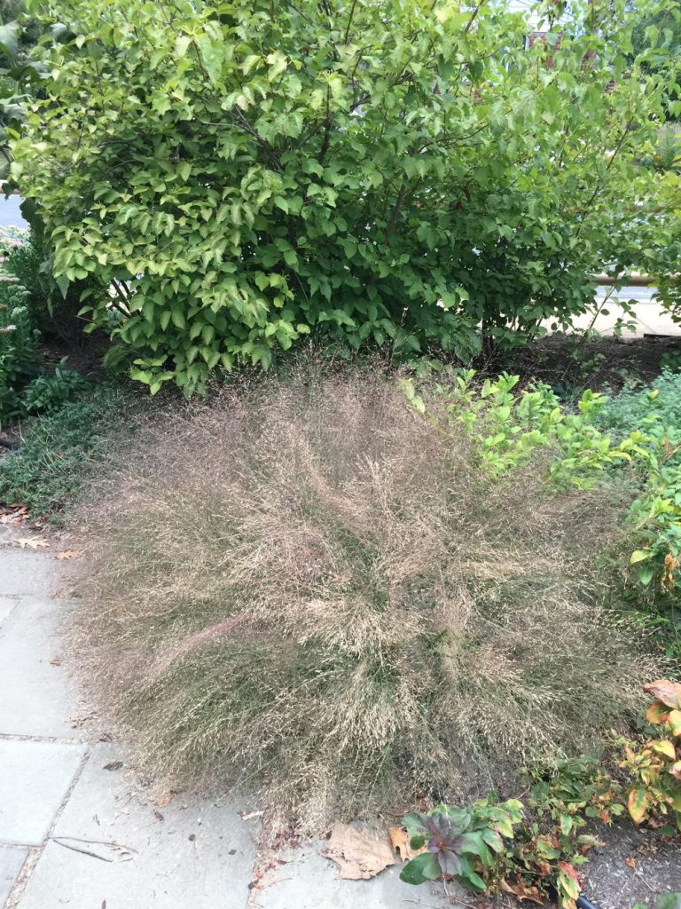Eragrostis spectabilis (Purple Lovegrass, Tumblegrass)