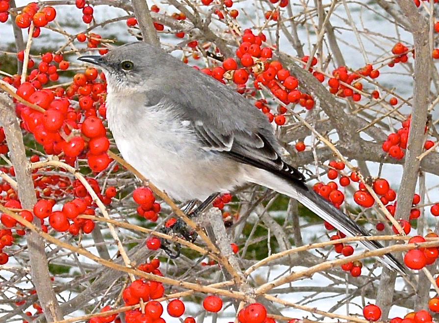 Androdioecious, Dioecious, Gynodioecious, Monoecious, Polygamodioecious