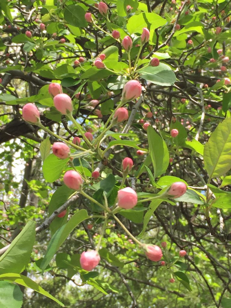 Malus coronaria (Sweet Crabapple)