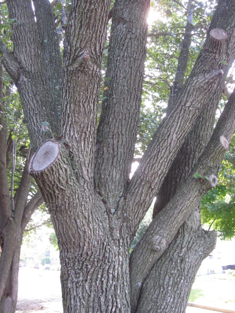 Callery Pear (Pyrus calleryana)