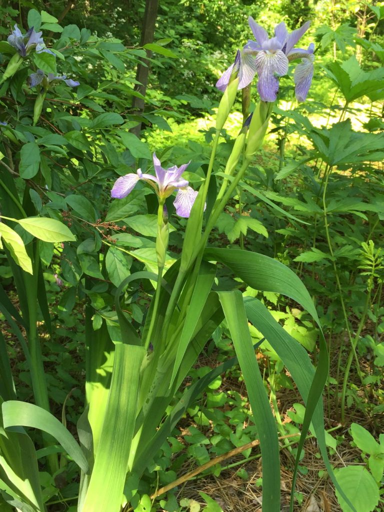 Iris virginica (Virginia or Southern Blue Flag)