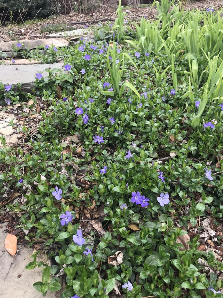 Periwinkle (Vinca Minor)