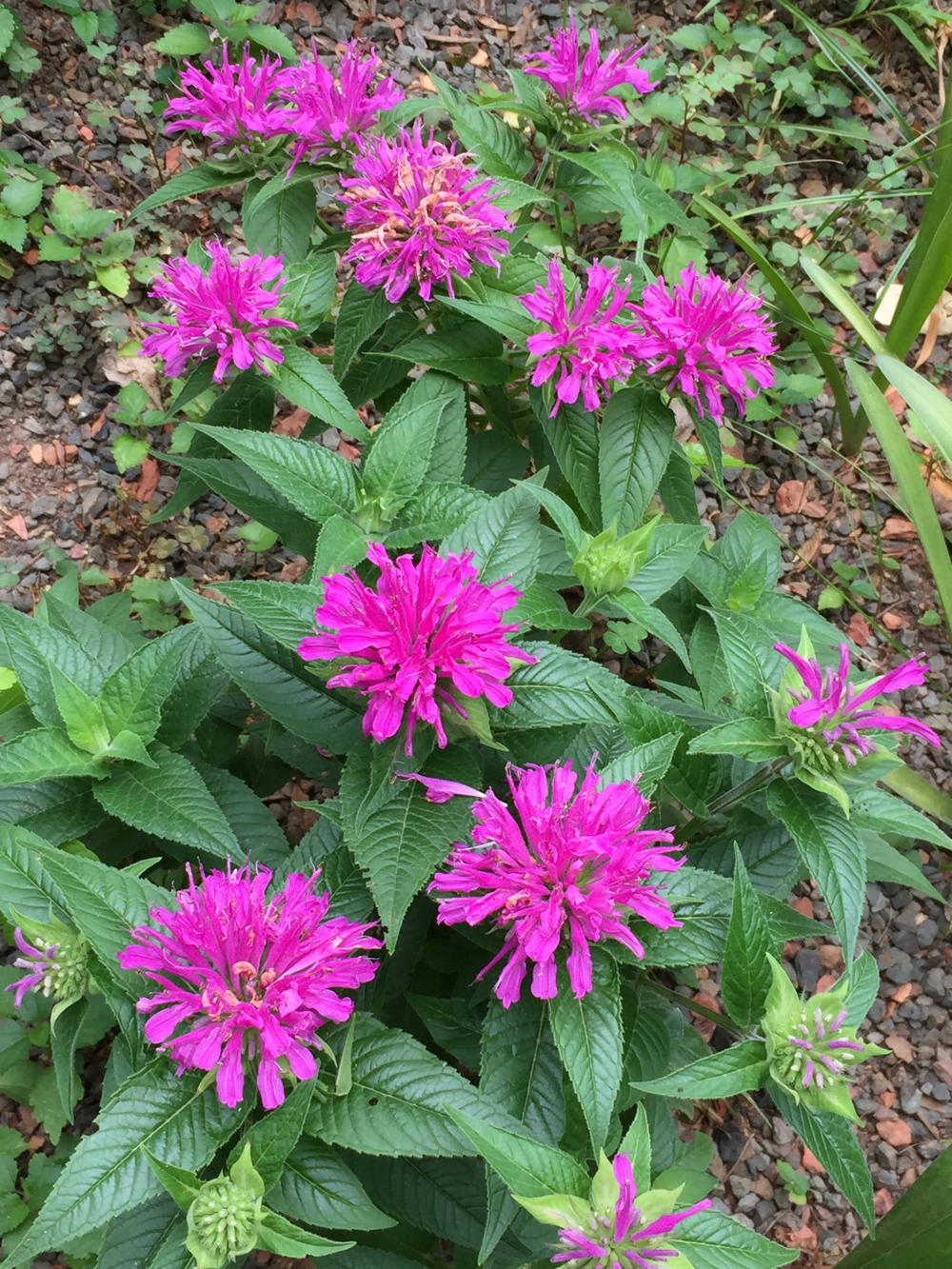 Monarda_didyma_’Grand_Parade’_Jun_ELM